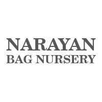 Narayan Bag Nursery - Kesar Mango Plants Manufacturer Supplier in Surat ...